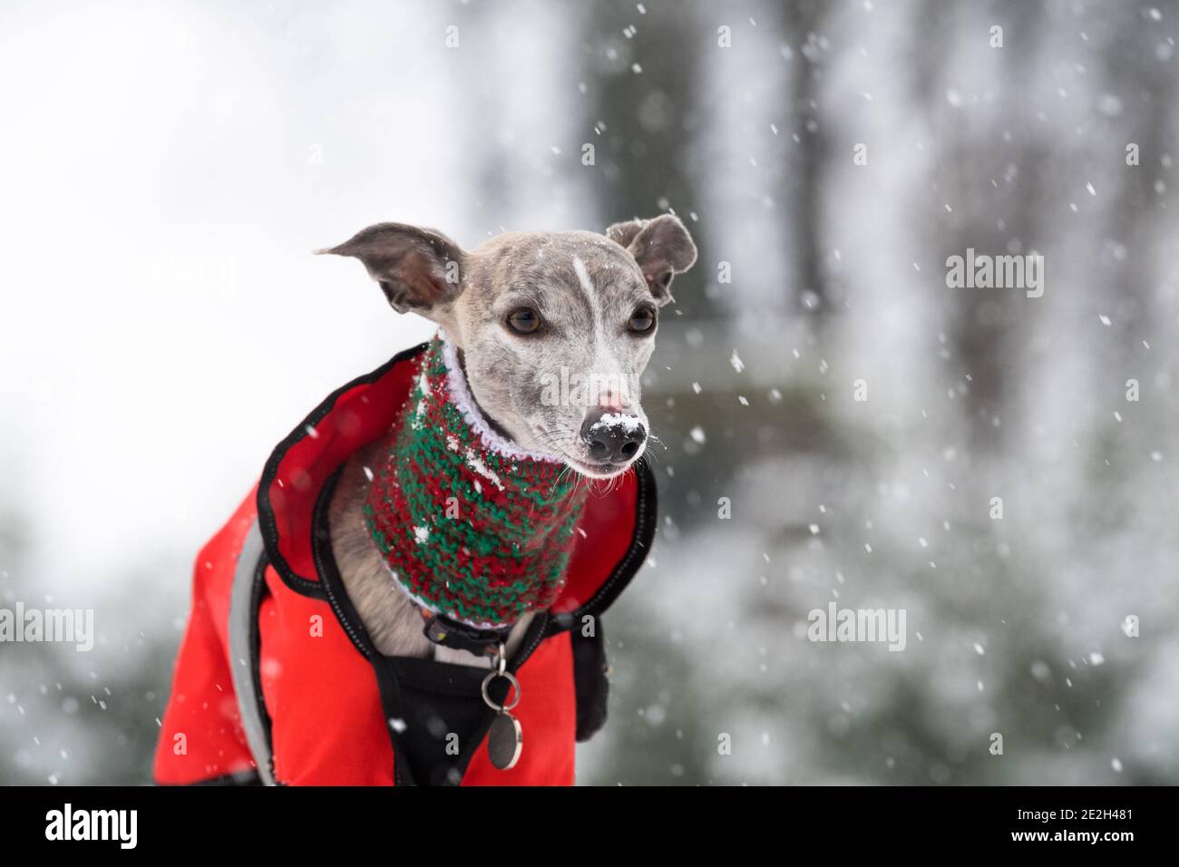 Neck warmer hi-res stock photography and images - Alamy