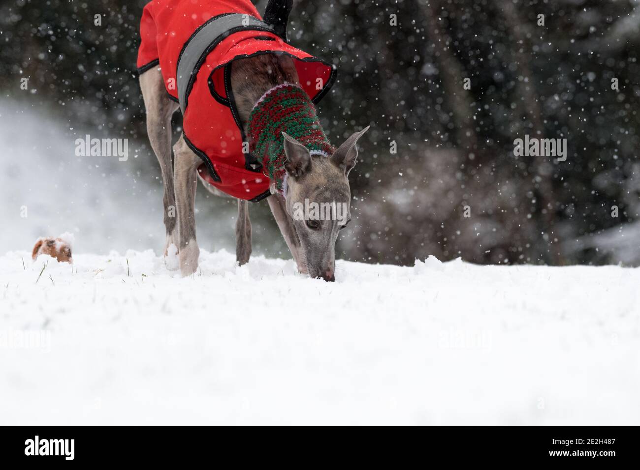 Mansfield Woodhouse, England, UK. 14th Jan, 2021. U.K. Weather. Whippet ...