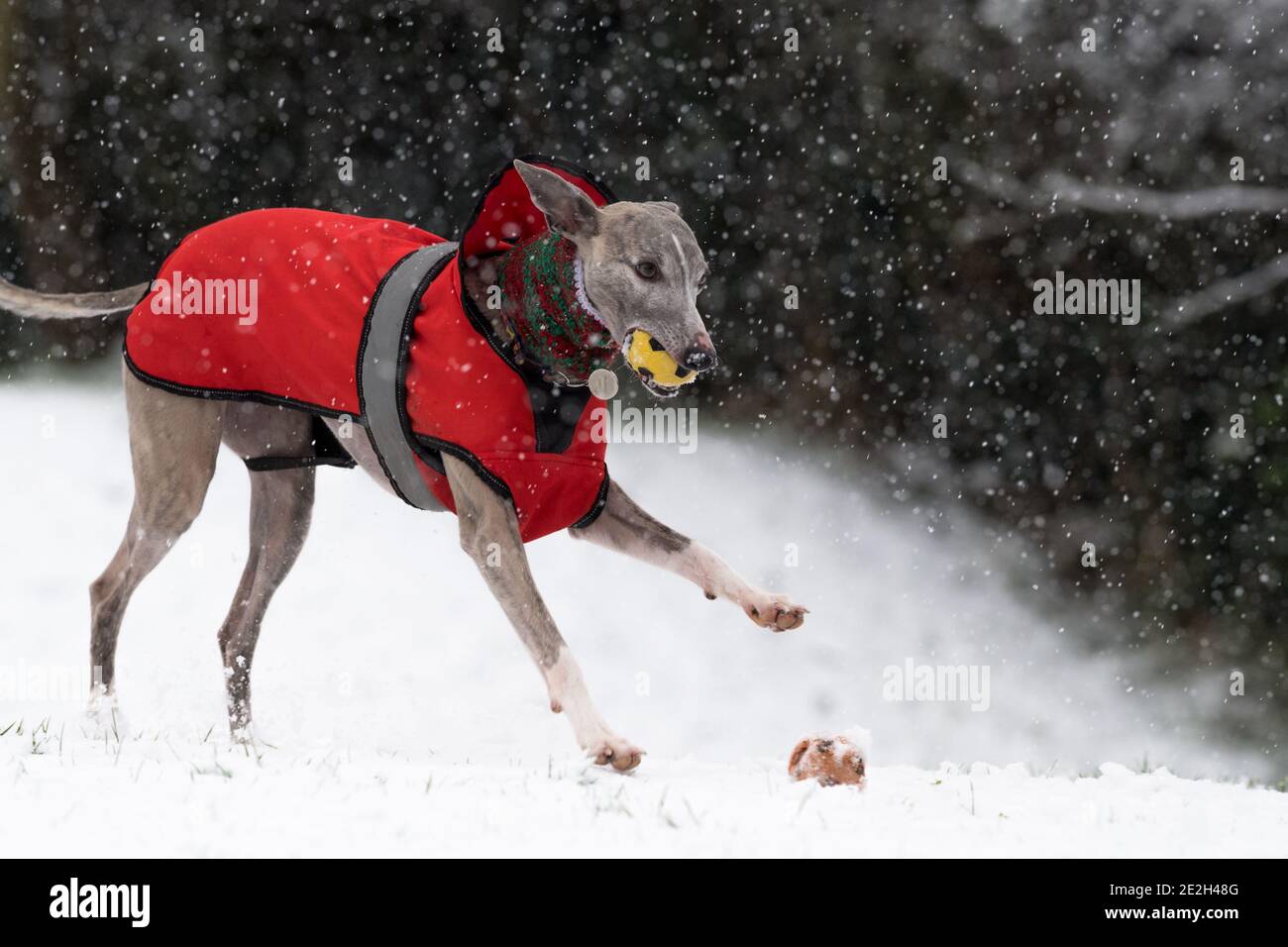 Mansfield Woodhouse, England, UK. 14th Jan, 2021. U.K. Weather. Whippet ...