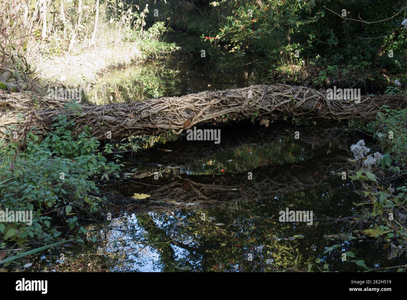 Ivy-covered tree trunk fallen across a river Stock Photo - Alamy