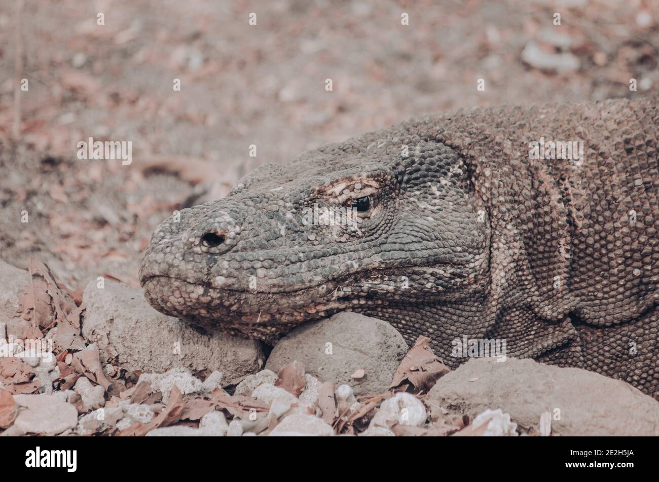 Komodo dragon , giant monitor lizard Stock Photo - Alamy