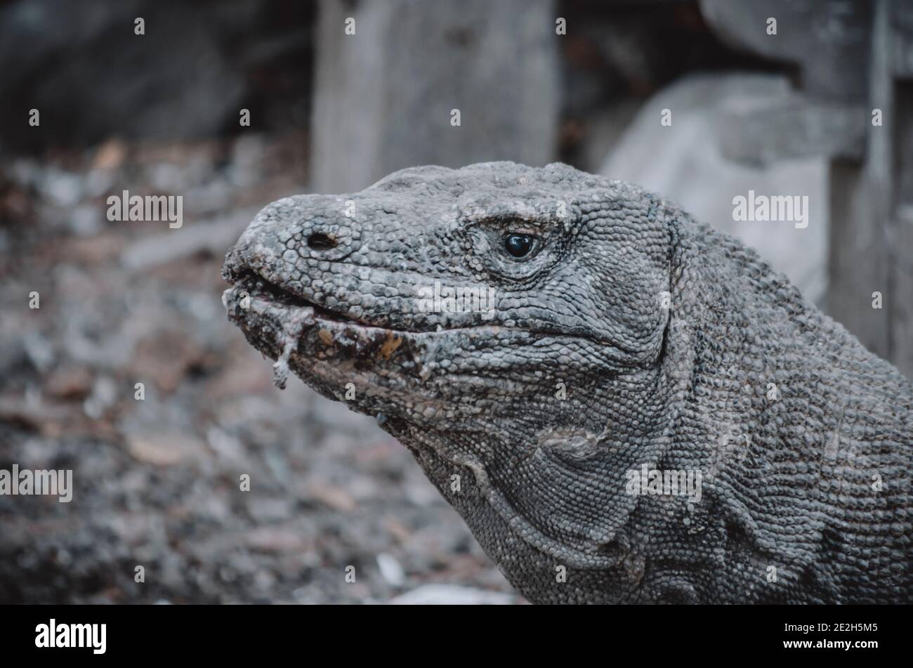 Komodo dragon , giant monitor lizard Stock Photo - Alamy