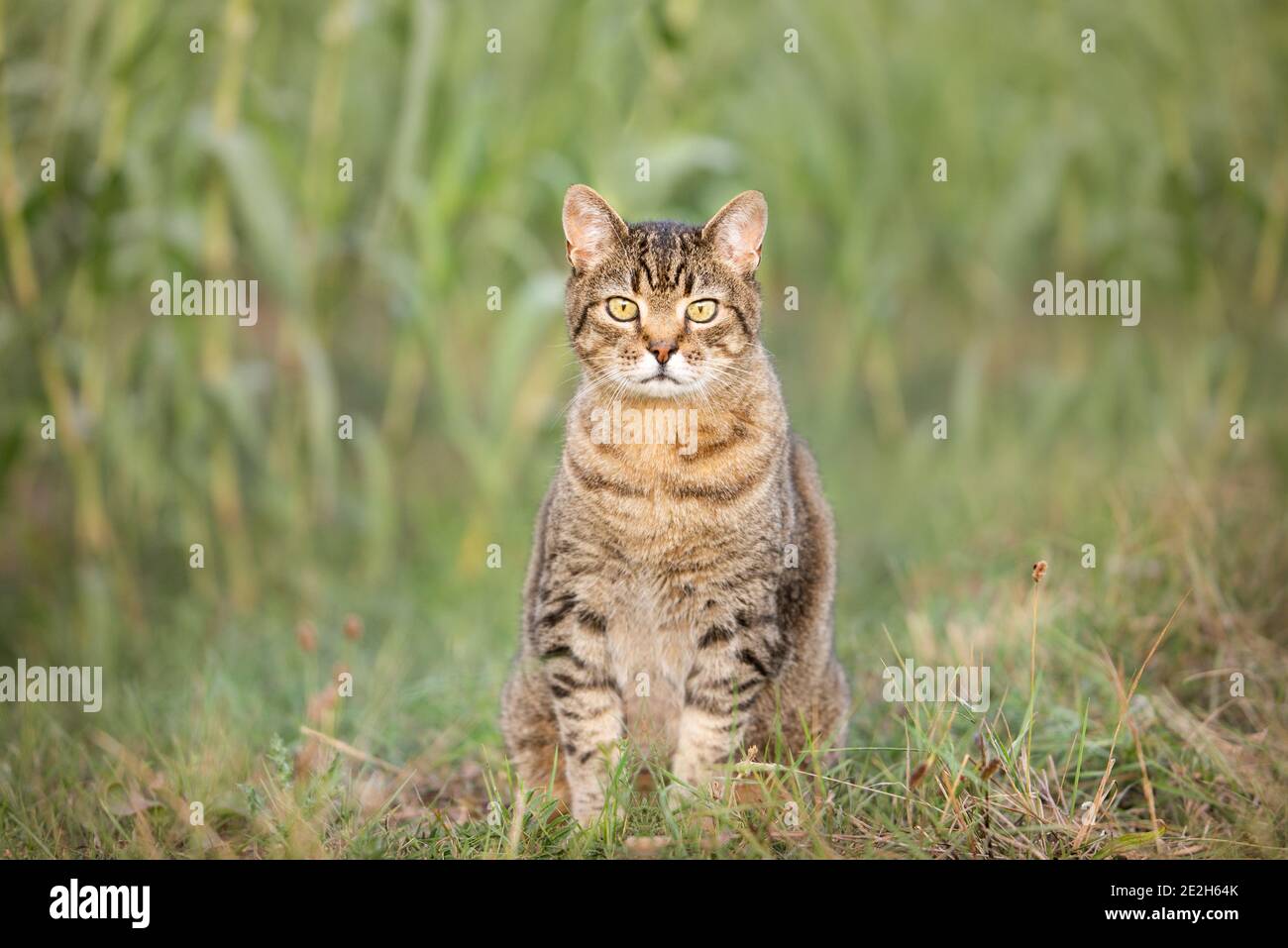 Cute domestic cat outdoor close hi-res stock photography and images - Alamy