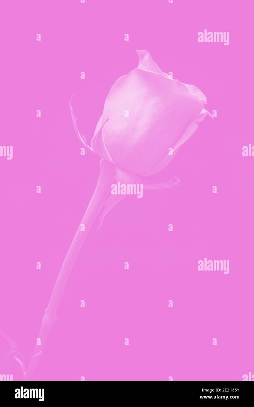 beautiful rose with pink tint Stock Photo - Alamy
