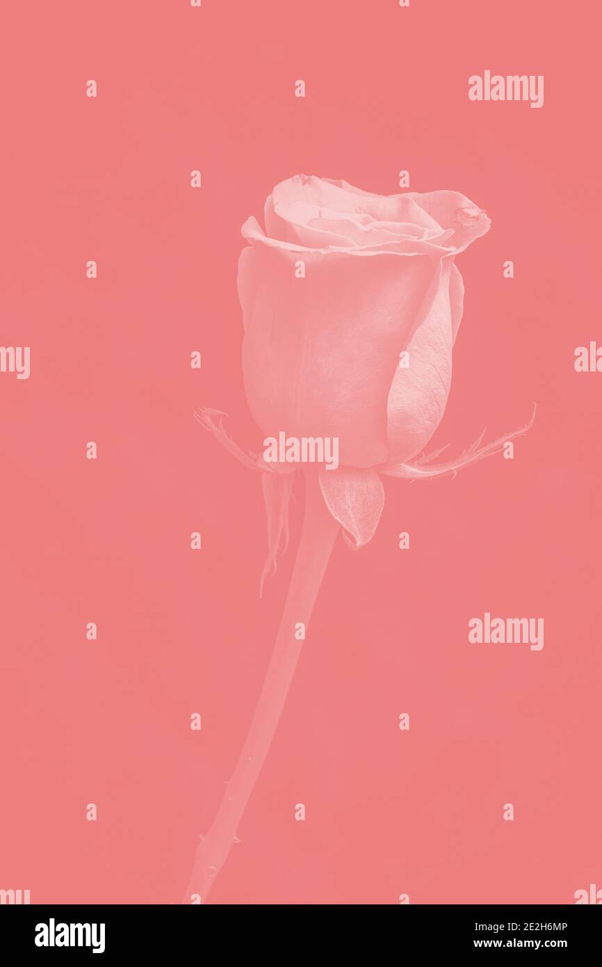 beautiful rose with red tint Stock Photo - Alamy