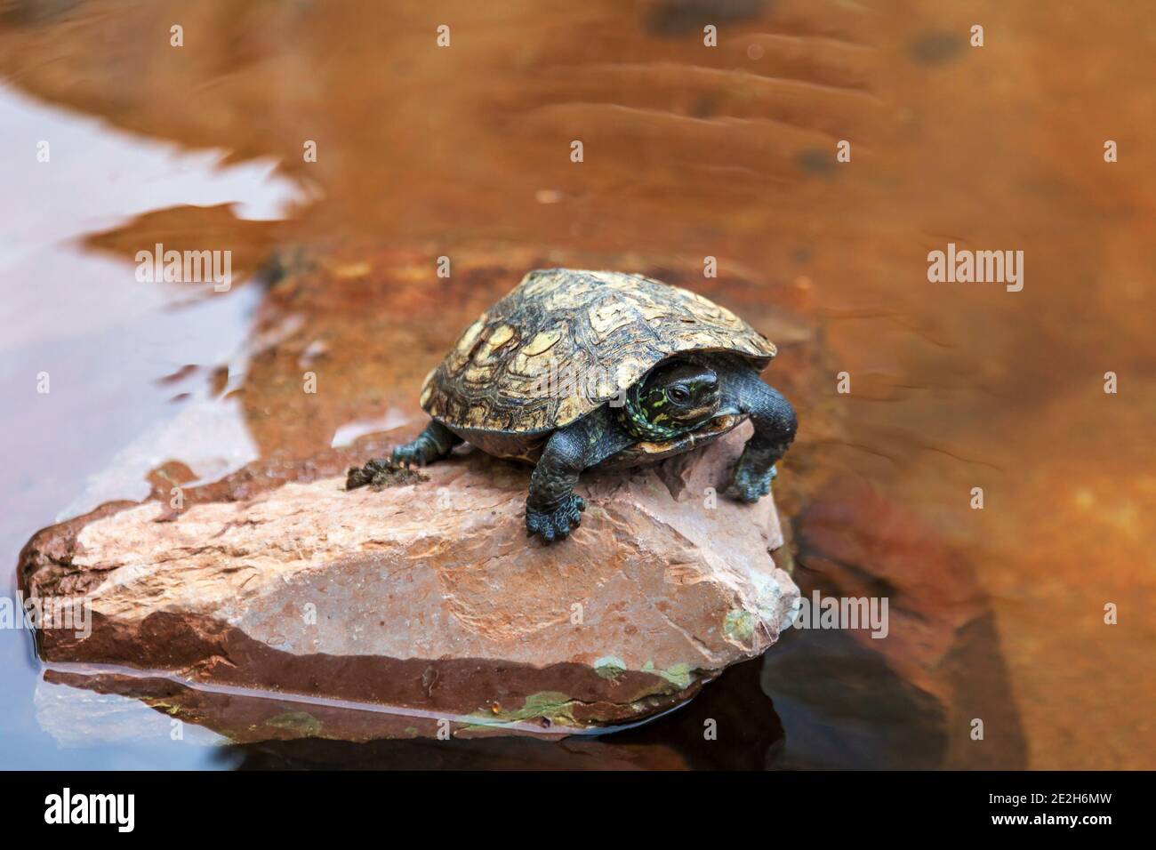 Turtle sunbathing on rock hi-res stock photography and images - Alamy