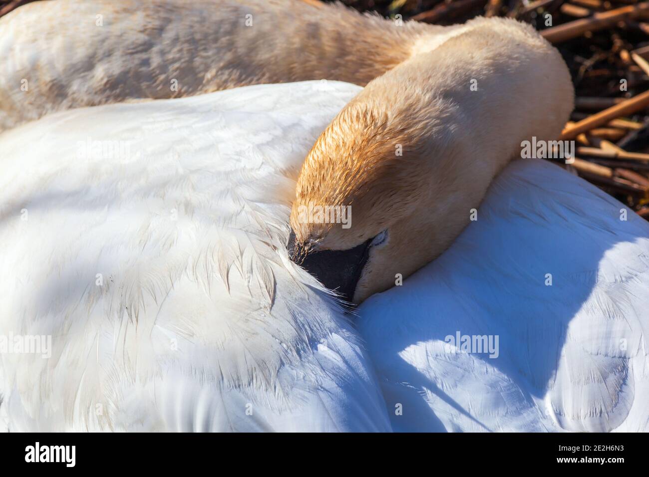 Relaxed bird hi-res stock photography and images - Alamy