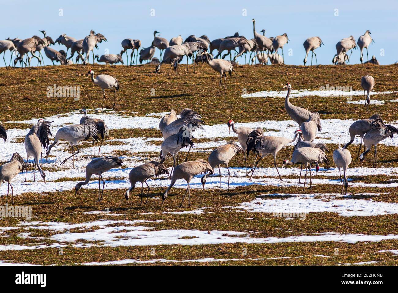 Cranes on snow hi-res stock photography and images - Alamy