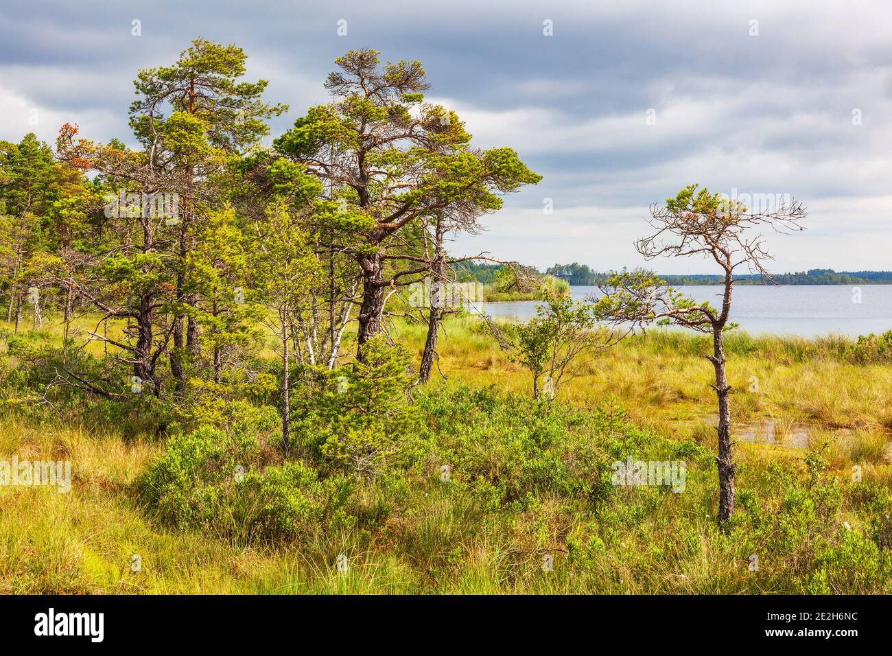 Bog woodland hi-res stock photography and images - Alamy