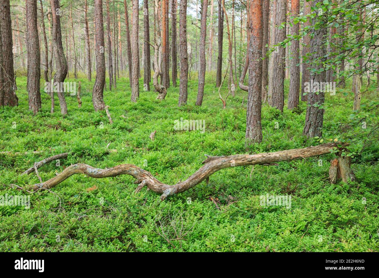 Pine tree forest on a bog Stock Photo - Alamy