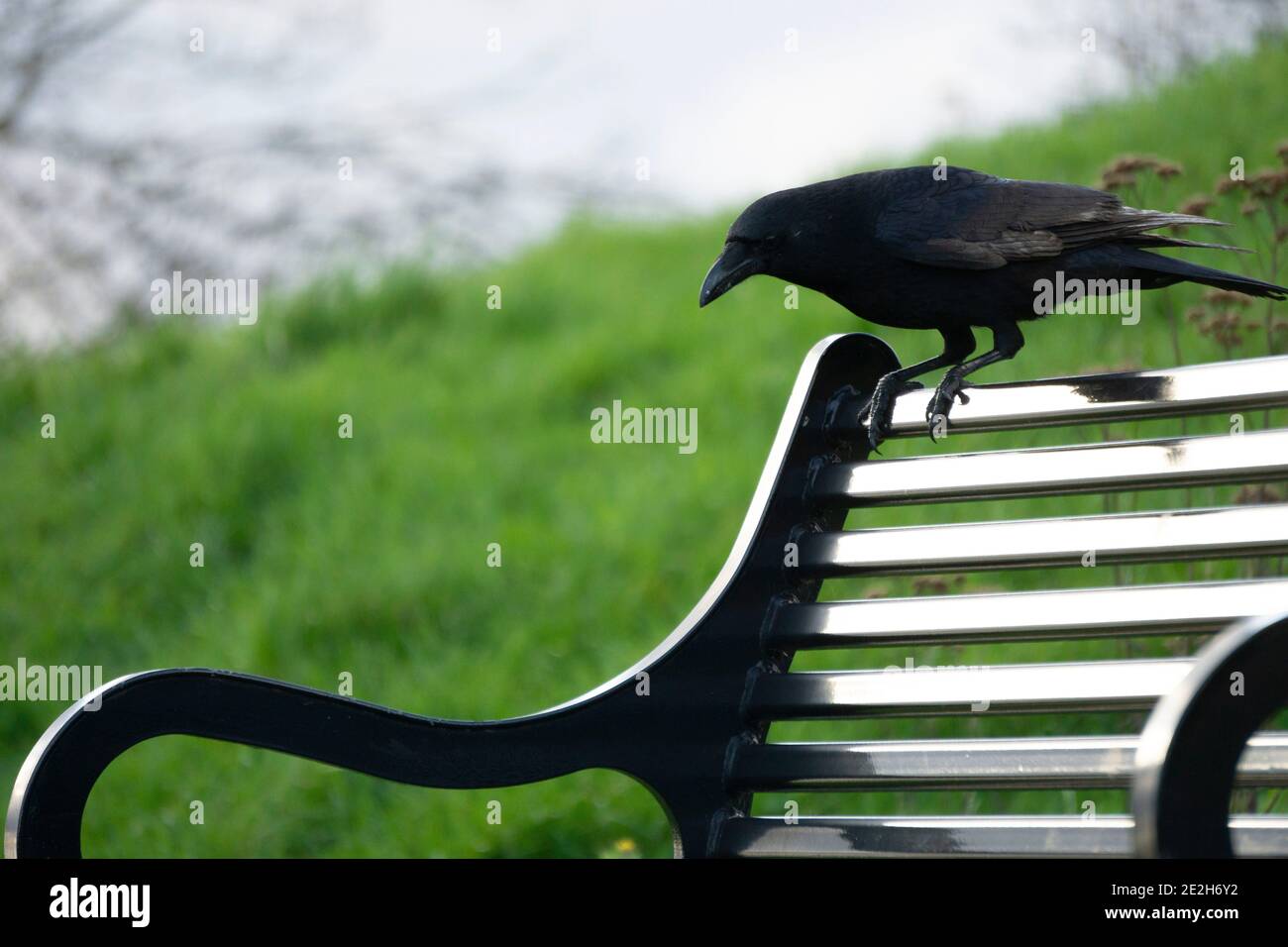 Crow sitting on a black metal bench Stock Photo - Alamy