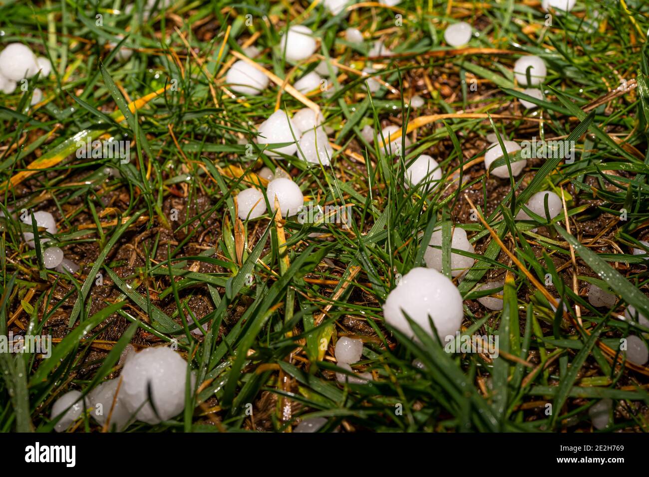 Large grains of hail on a green background. Background, texture. After ...