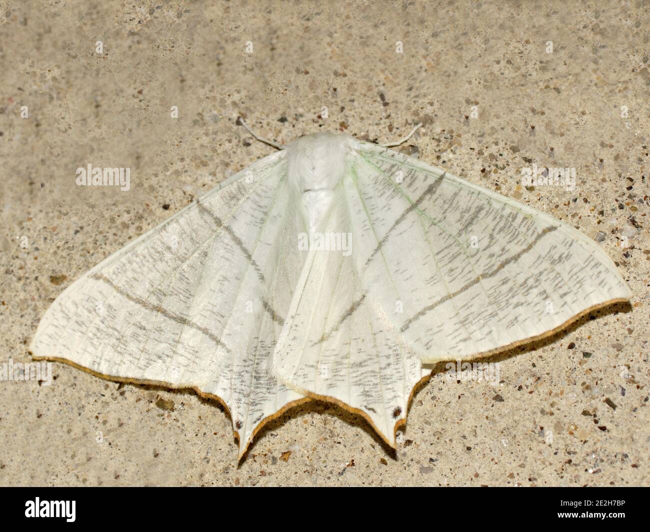 Large beautiful Ourapteryx niveiscythes moth from the Geometridae ...