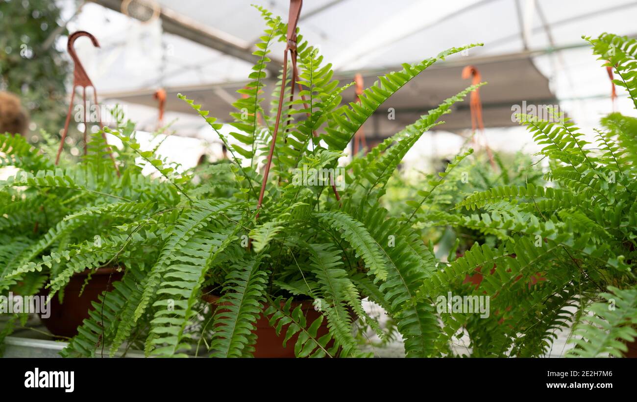 Growing ferns in a plant greenhouse Stock Photo - Alamy