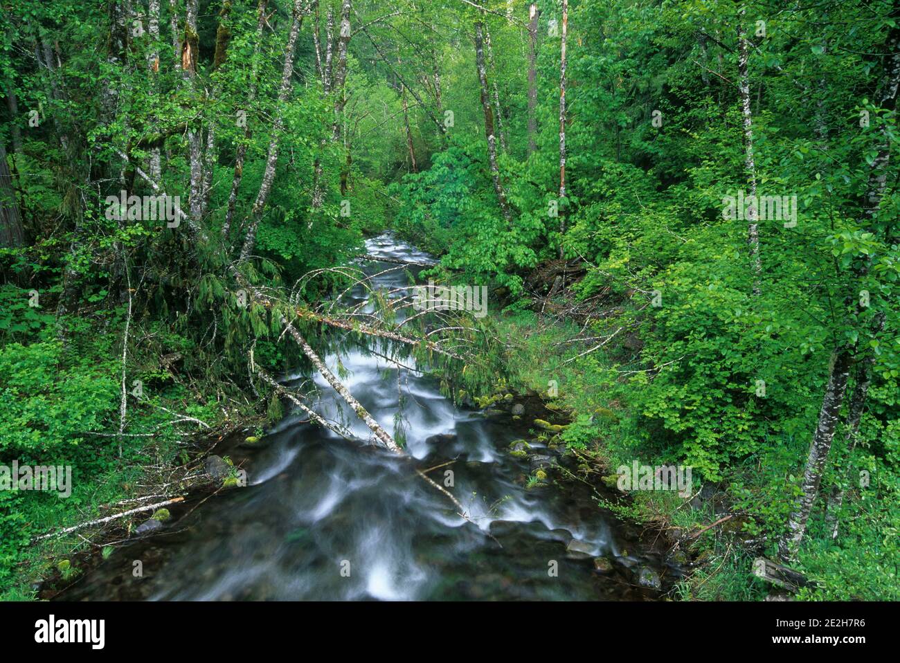 Minto Creek, Willamette National Forest, Oregon Stock Photo - Alamy