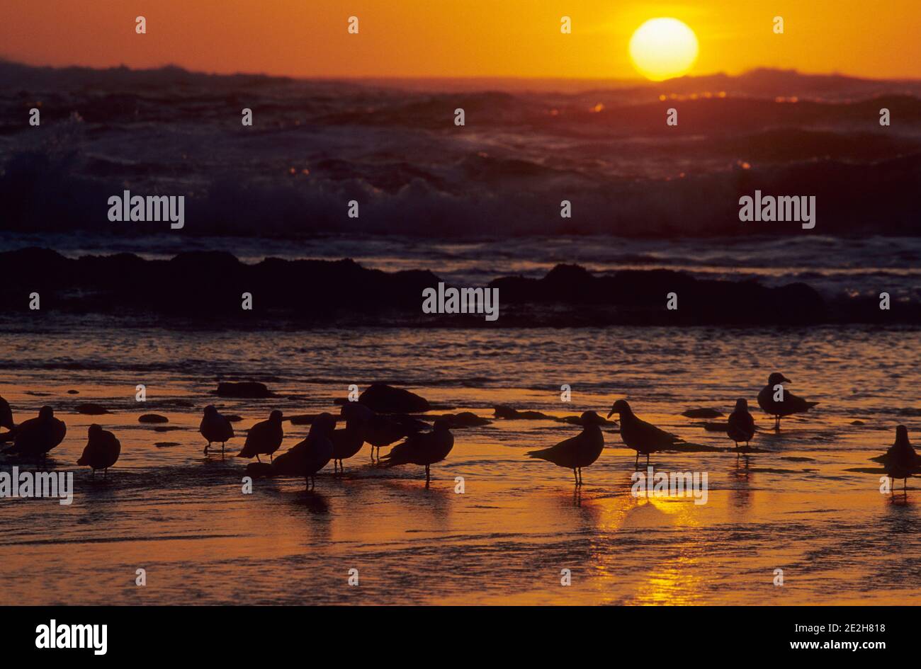 Gull sunset, Marine Gardens State Park, Oregon Stock Photo - Alamy