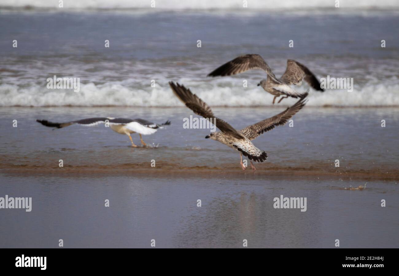 Angry seagull flight hi-res stock photography and images - Alamy