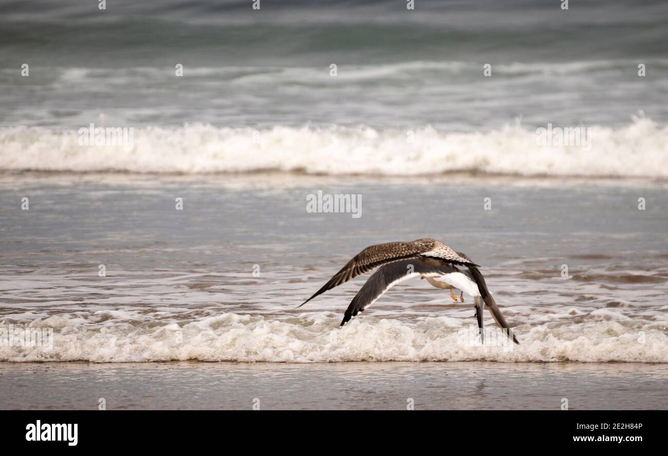 Angry seagull hi-res stock photography and images - Alamy