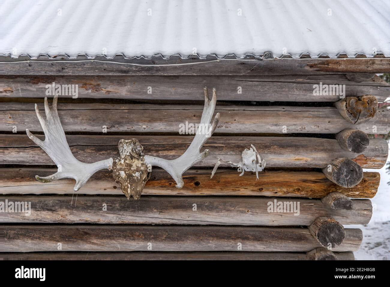 Moose and reindeer antlers hanging outside on wall of log cabin ...