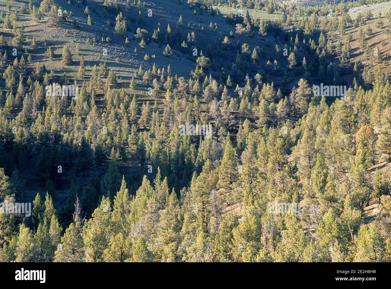 Western juniper (Juniperus occidentalis) woodland, Lower Crooked River ...