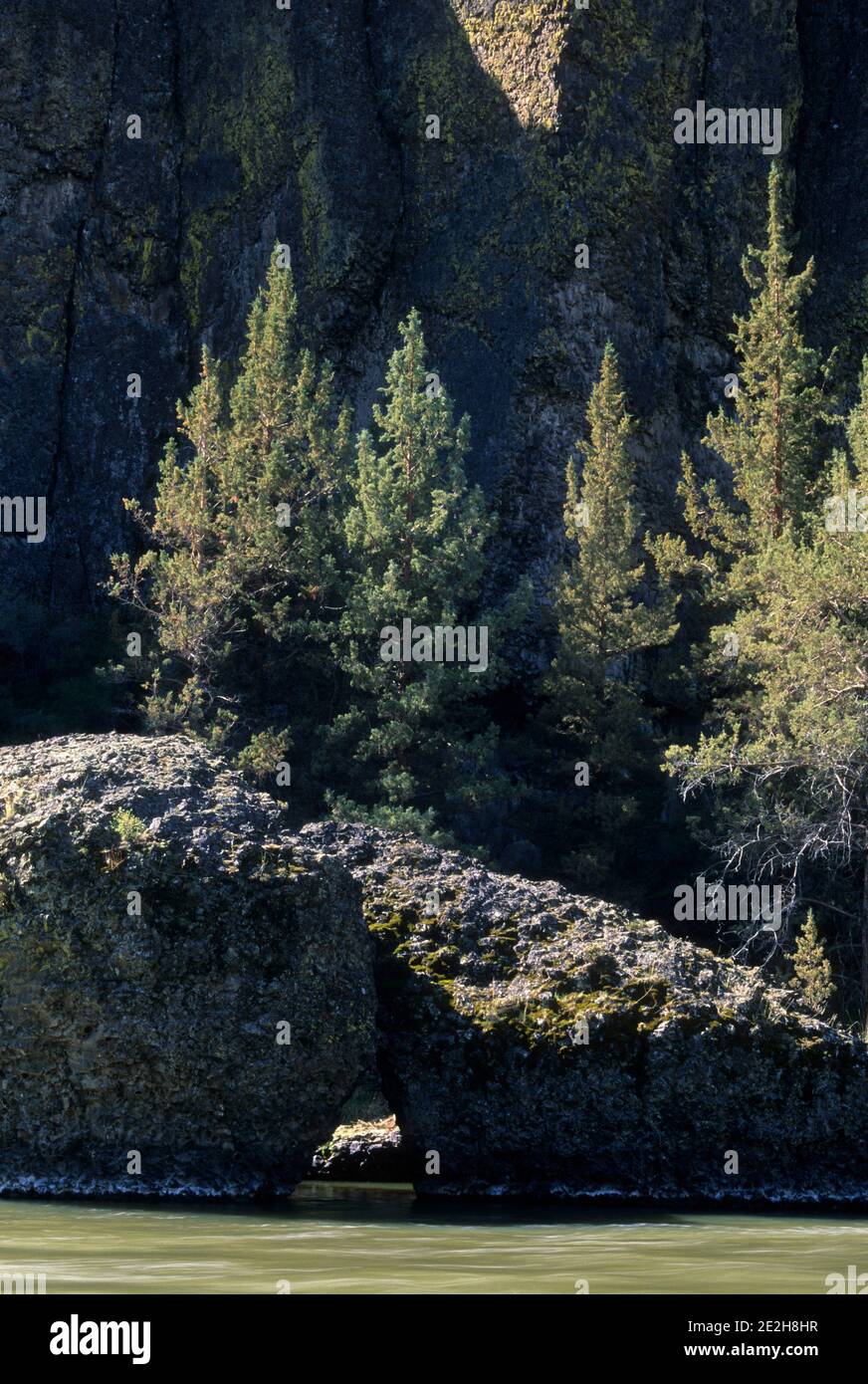 Basalt cliffs with western juniper (Juniperus occidentalis) in Crooked ...