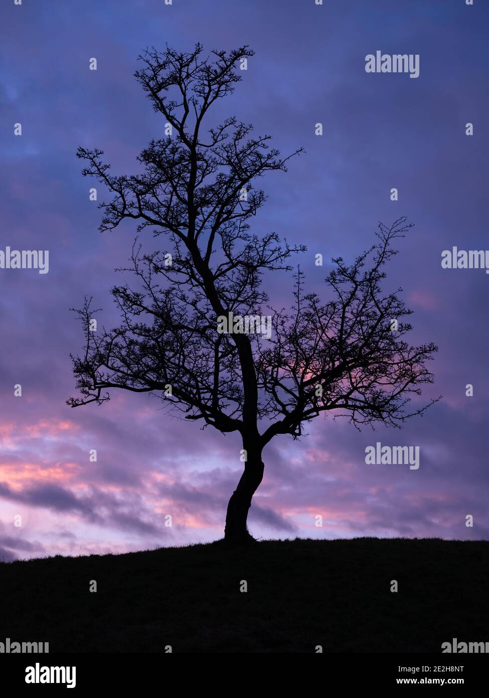 Trees in the Phoenix Park in Dublin city, Ireland Stock Photo - Alamy