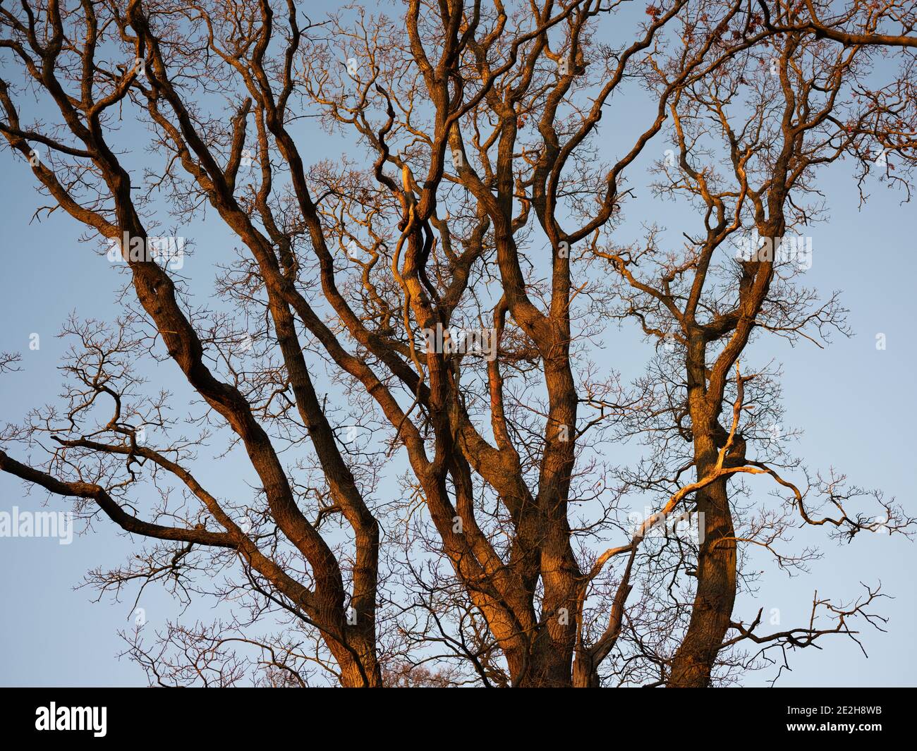 Trees in the Phoenix Park in Dublin city, Ireland Stock Photo - Alamy