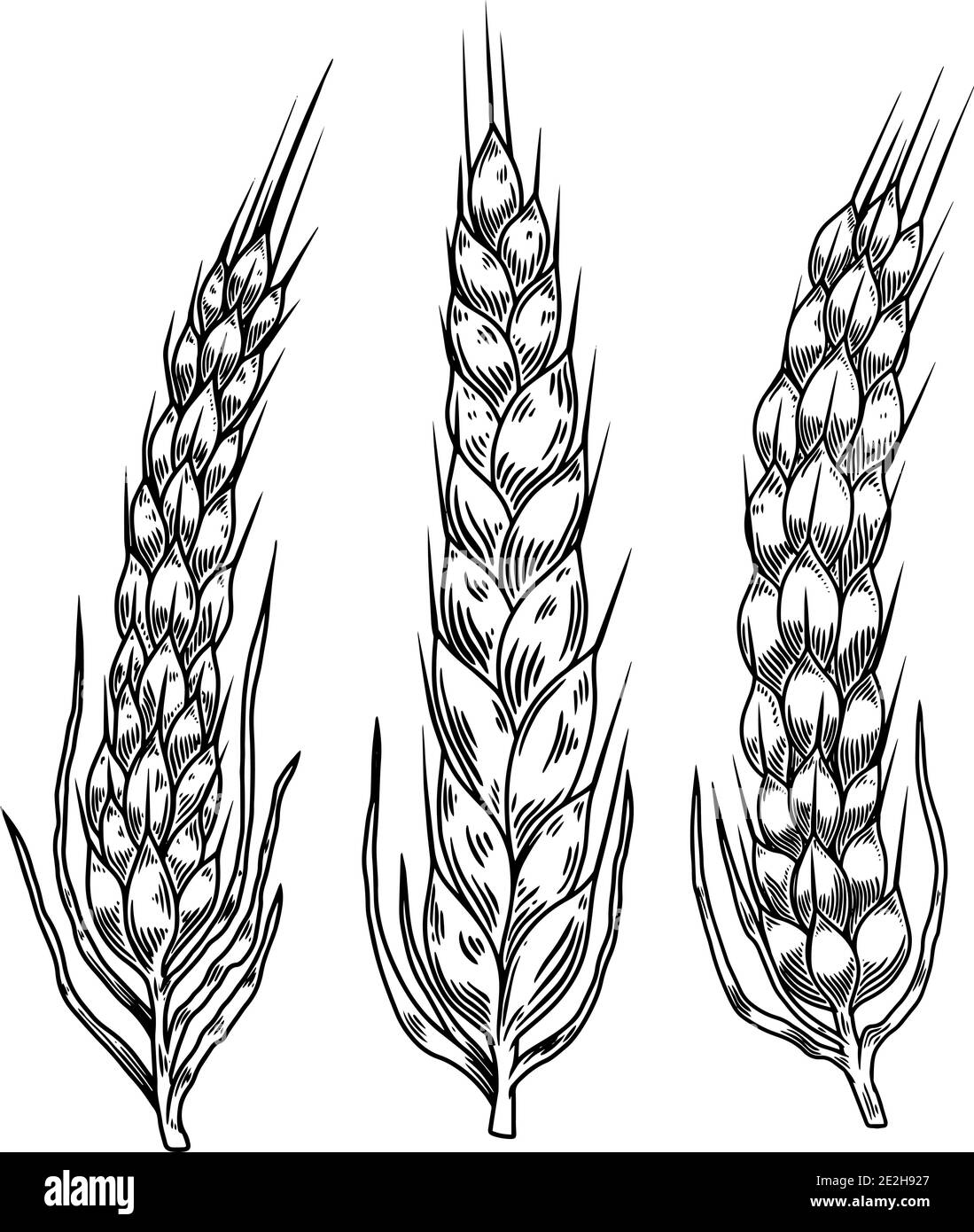 Wheat Plant Diagram