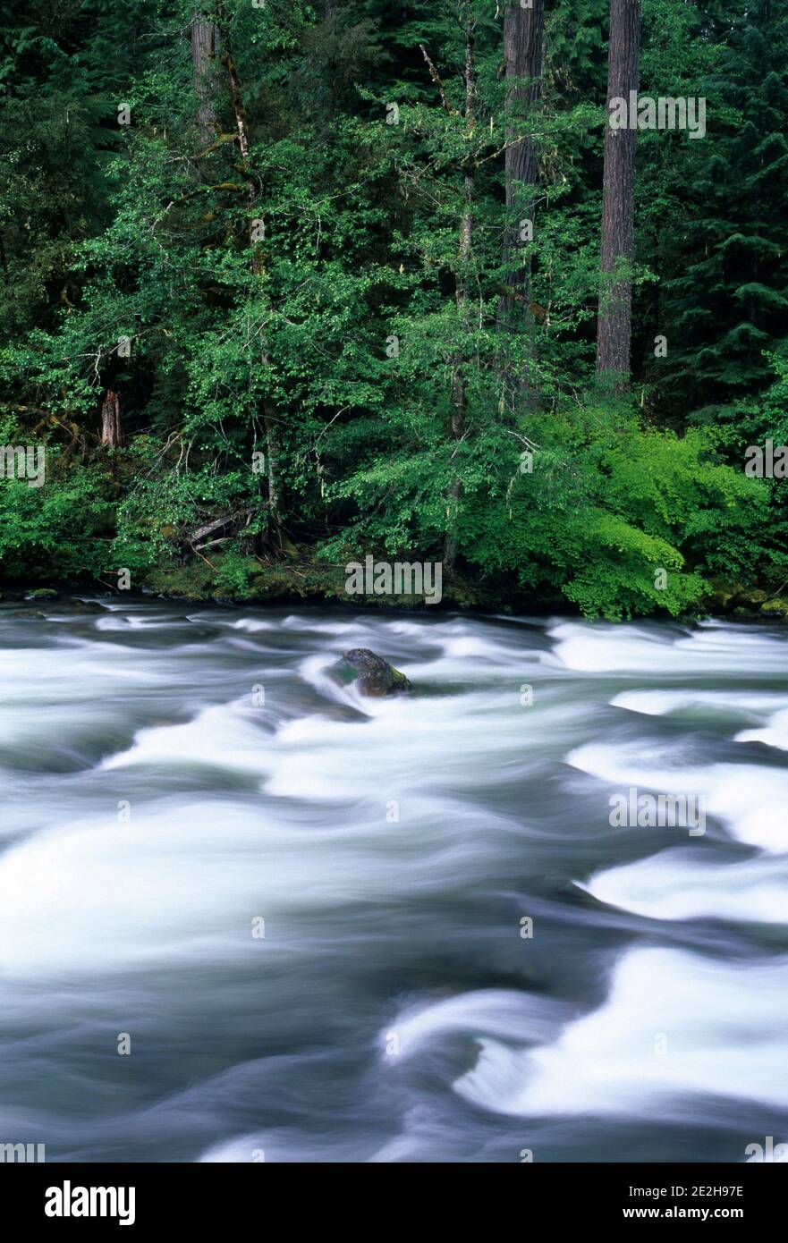 North Santiam River, Willamette National Forest, Oregon Stock Photo - Alamy