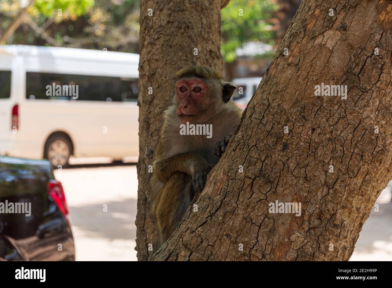 Female Toque macaque monkey, Macaca sinica, Sri Lanka. Animal portrait ...
