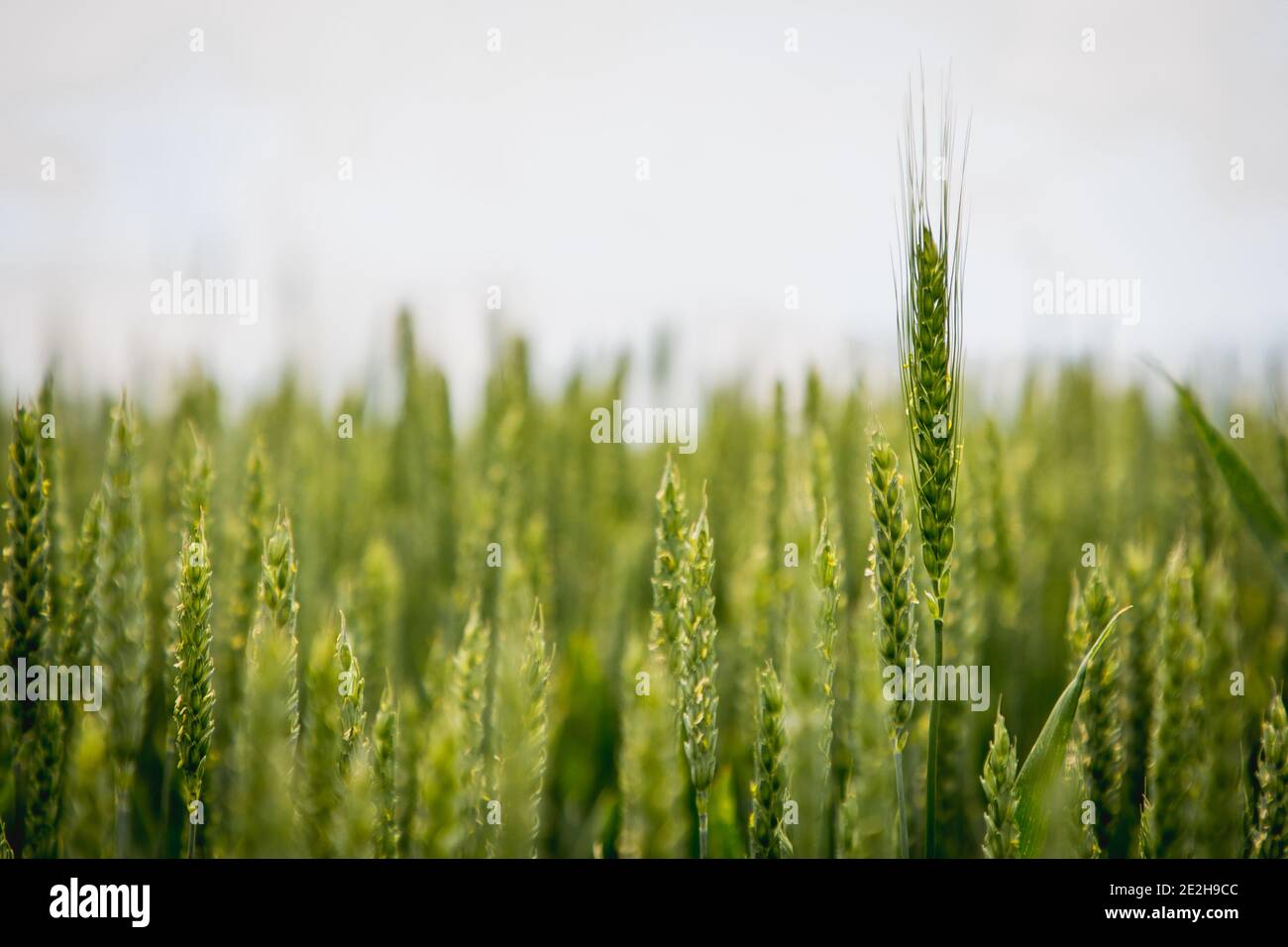 Weath field hi-res stock photography and images - Alamy