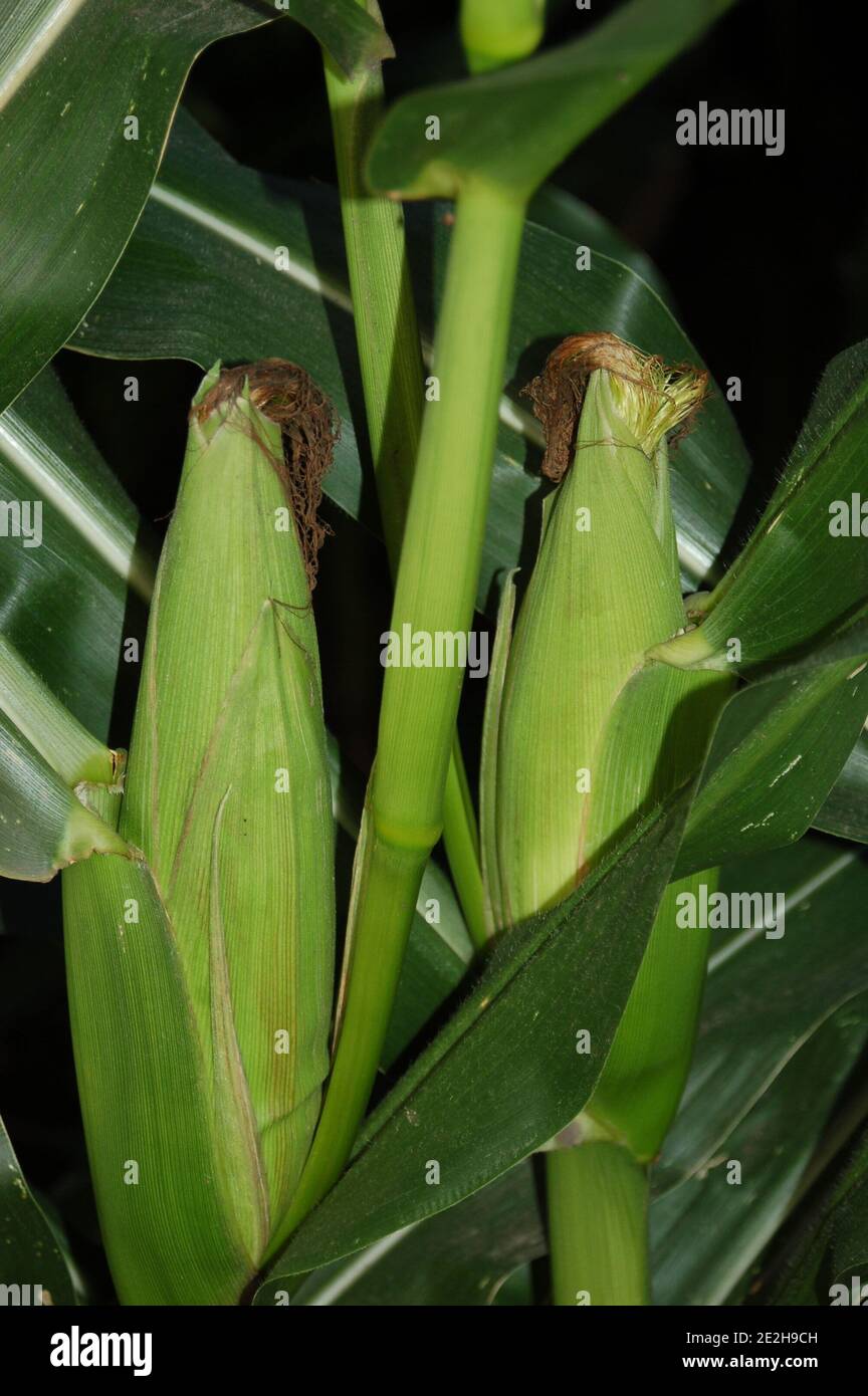 Corn plant leaves hi-res stock photography and images - Alamy
