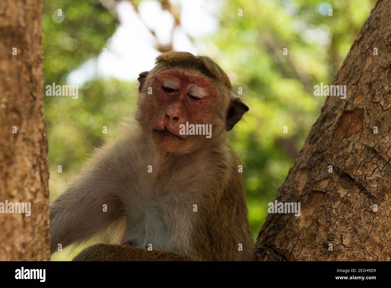 Female Toque macaque monkey, Macaca sinica, Sri Lanka. Animal portrait ...