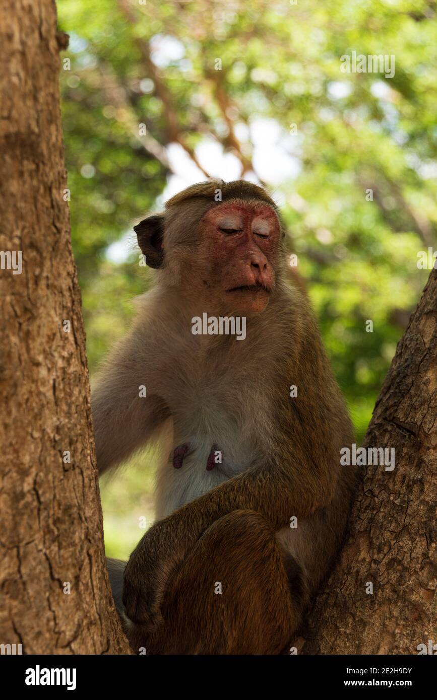 Female Toque macaque monkey, Macaca sinica, Sri Lanka. Animal portrait ...