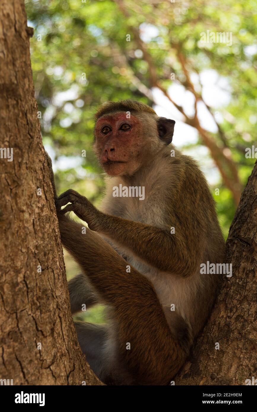 Mamal temple hi-res stock photography and images - Alamy