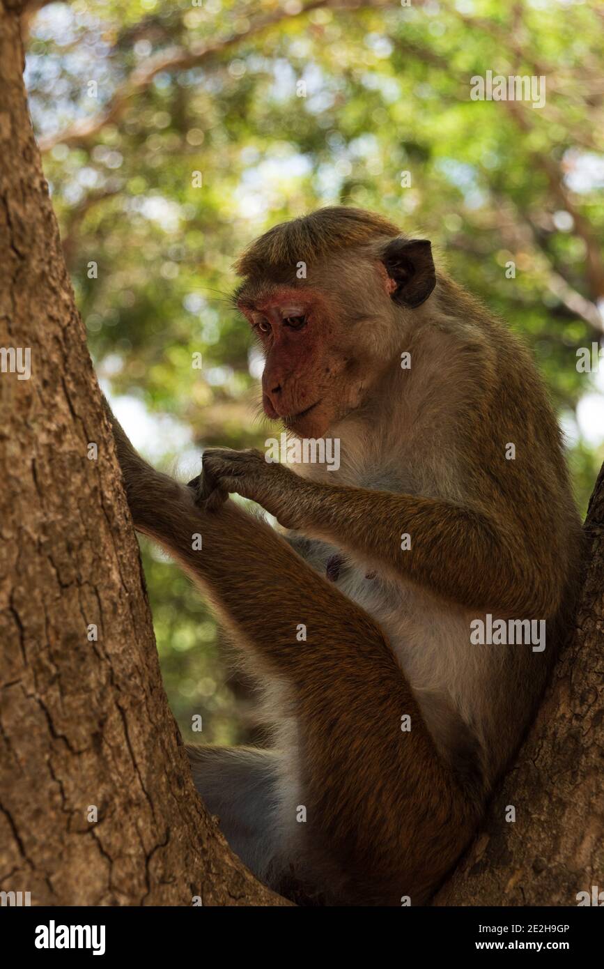 Female Toque macaque monkey, Macaca sinica, Sri Lanka. Animal portrait ...