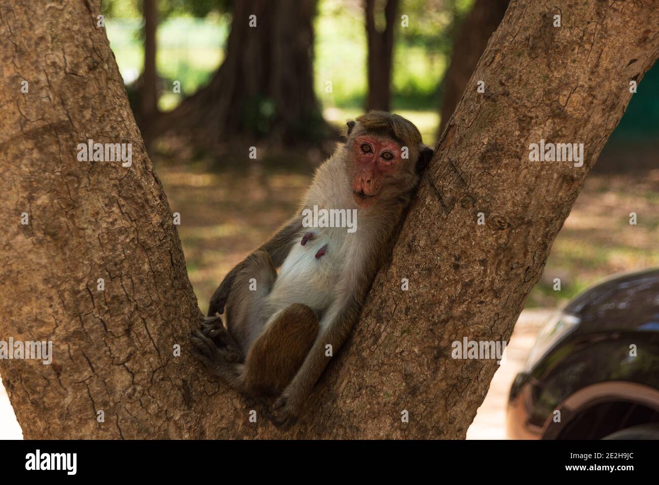 Polonnaruwa macaque hi-res stock photography and images - Alamy