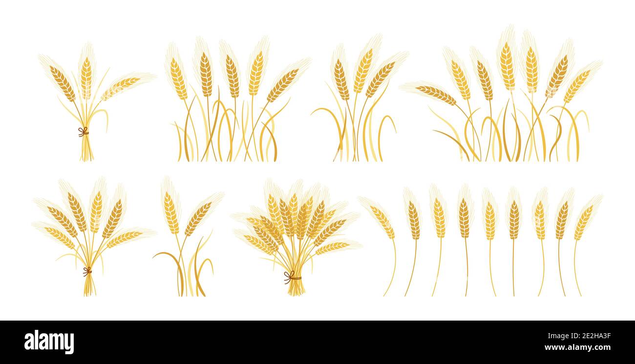 Wheat Vector Free Download