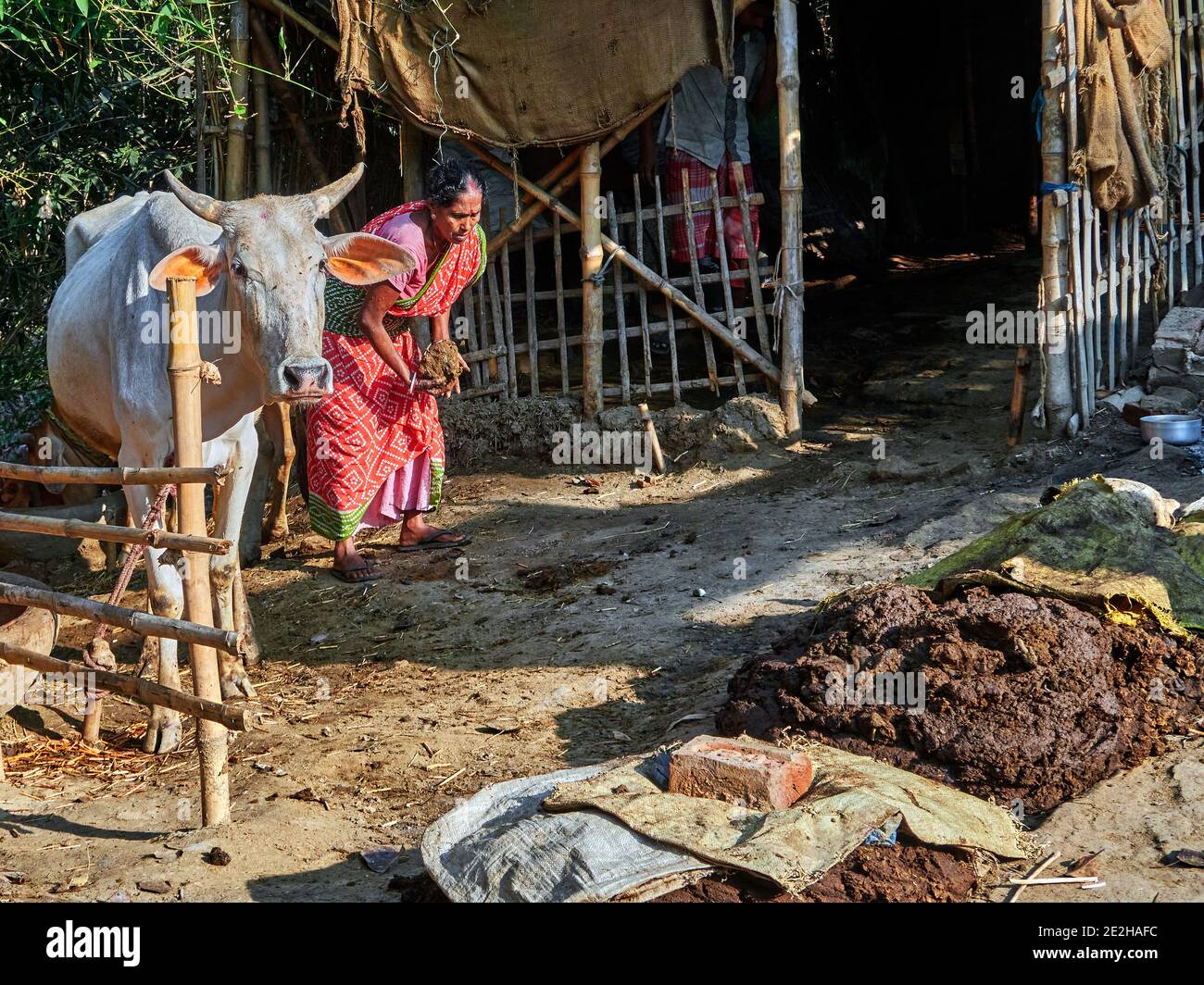 Bengal cow hi-res stock photography and images - Alamy