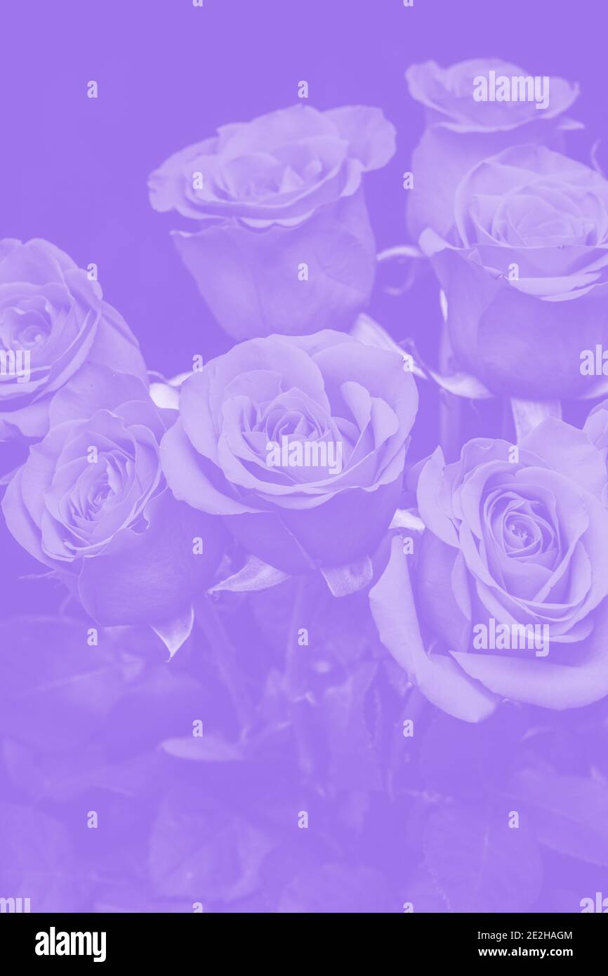 bouquet of beautiful roses with purple tinting Stock Photo - Alamy