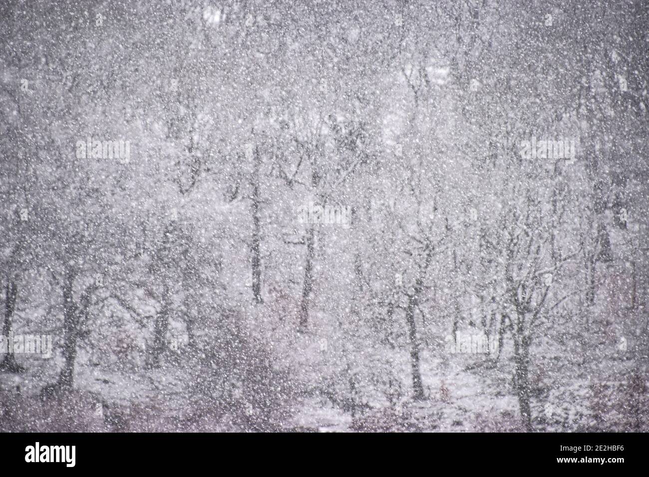 Trees in Snow Blizzard, Hebden Bridge, Calderdale, West Yorkshire Stock ...