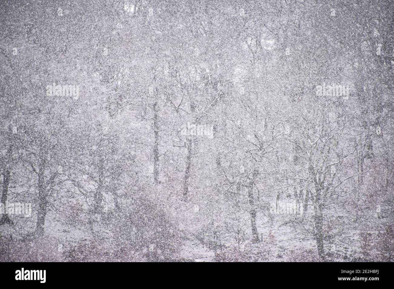 Trees in Snow Blizzard, Hebden Bridge, Calderdale, West Yorkshire Stock ...
