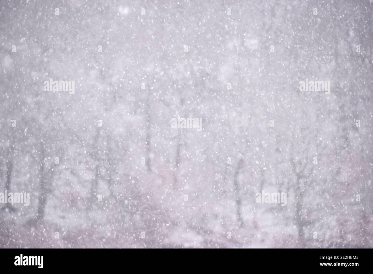 Trees in Snow Blizzard, Hebden Bridge, Calderdale, West Yorkshire Stock ...