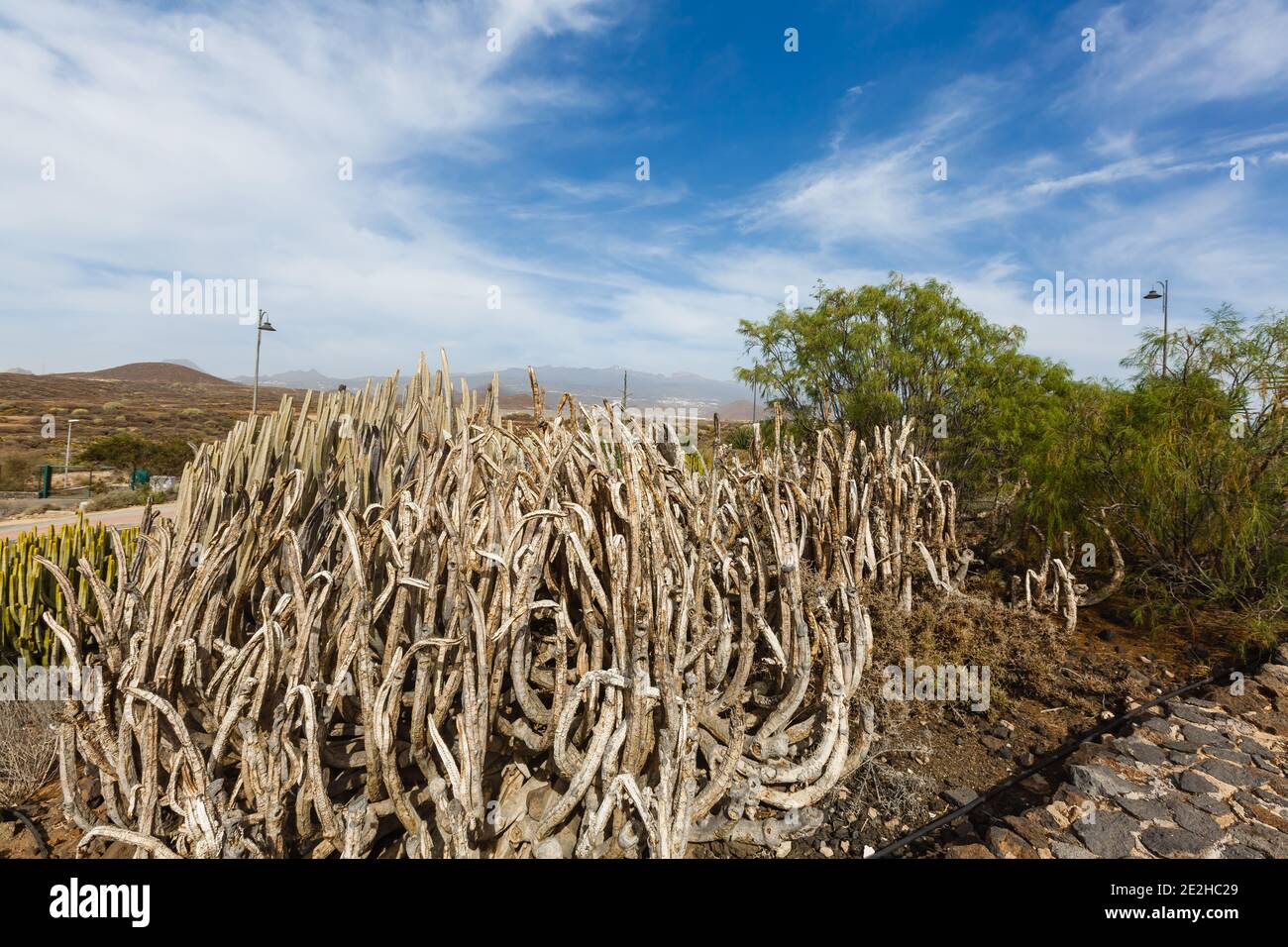 A pile of hay photo Stock Photo - Alamy