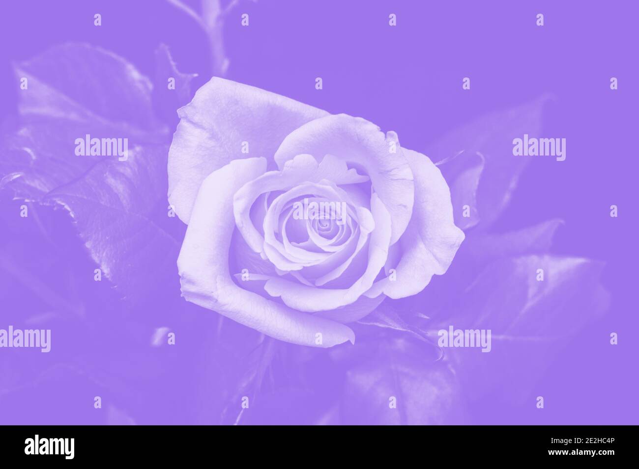 beautiful rose with purple tint Stock Photo - Alamy