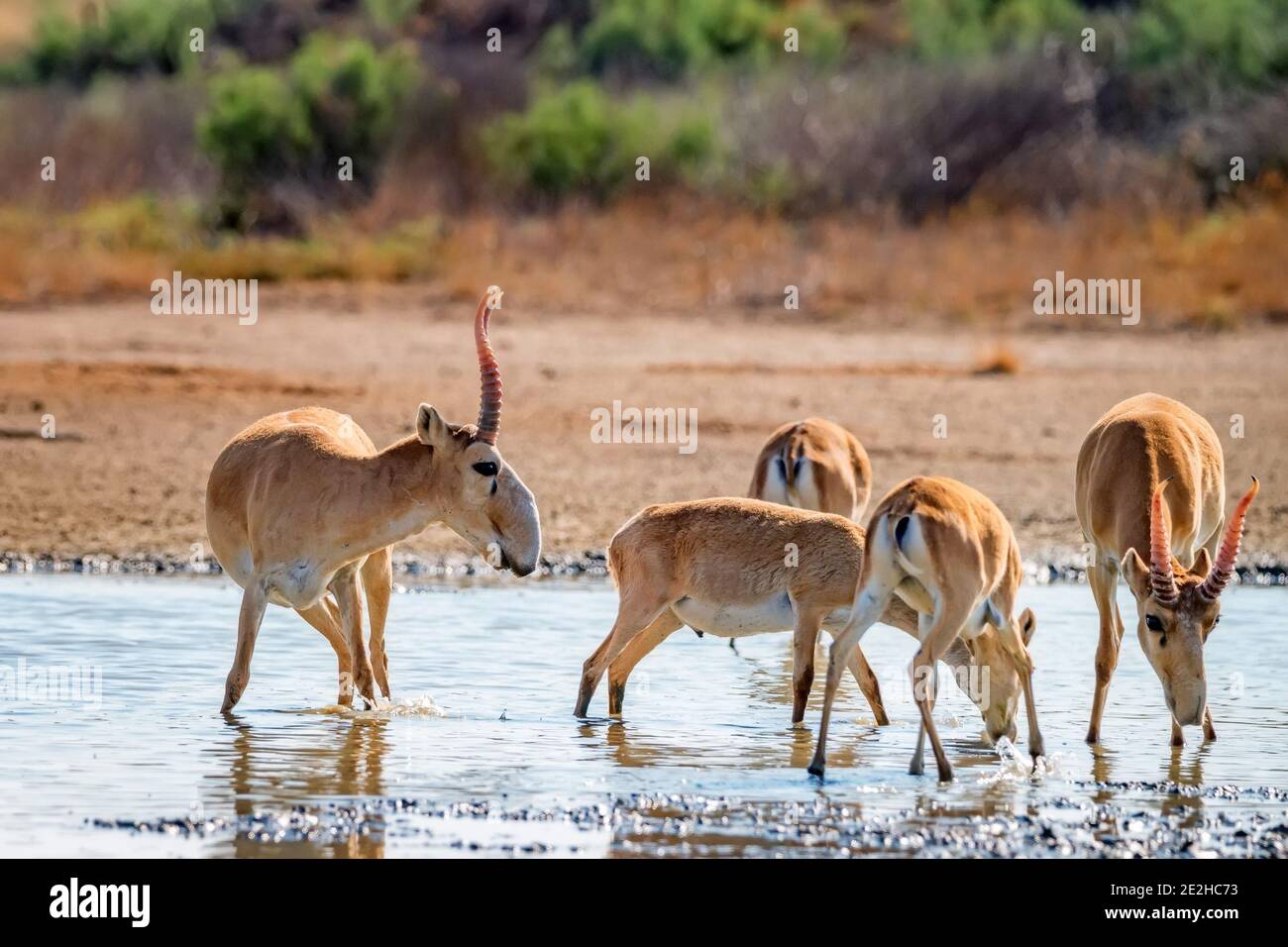 Close up of saiga antelope or Saiga tatarica herd drinking water ...