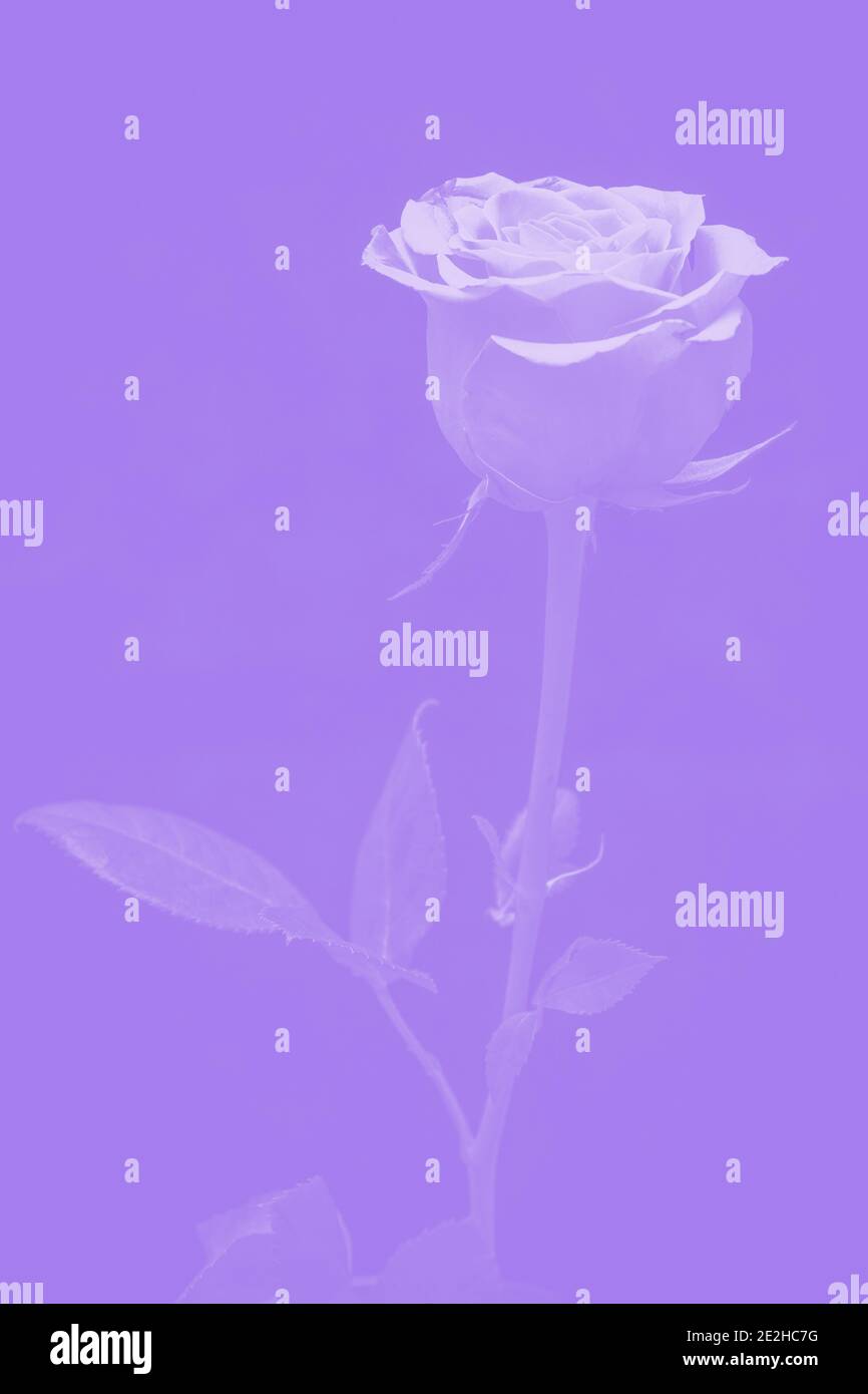 beautiful rose with purple tint Stock Photo - Alamy