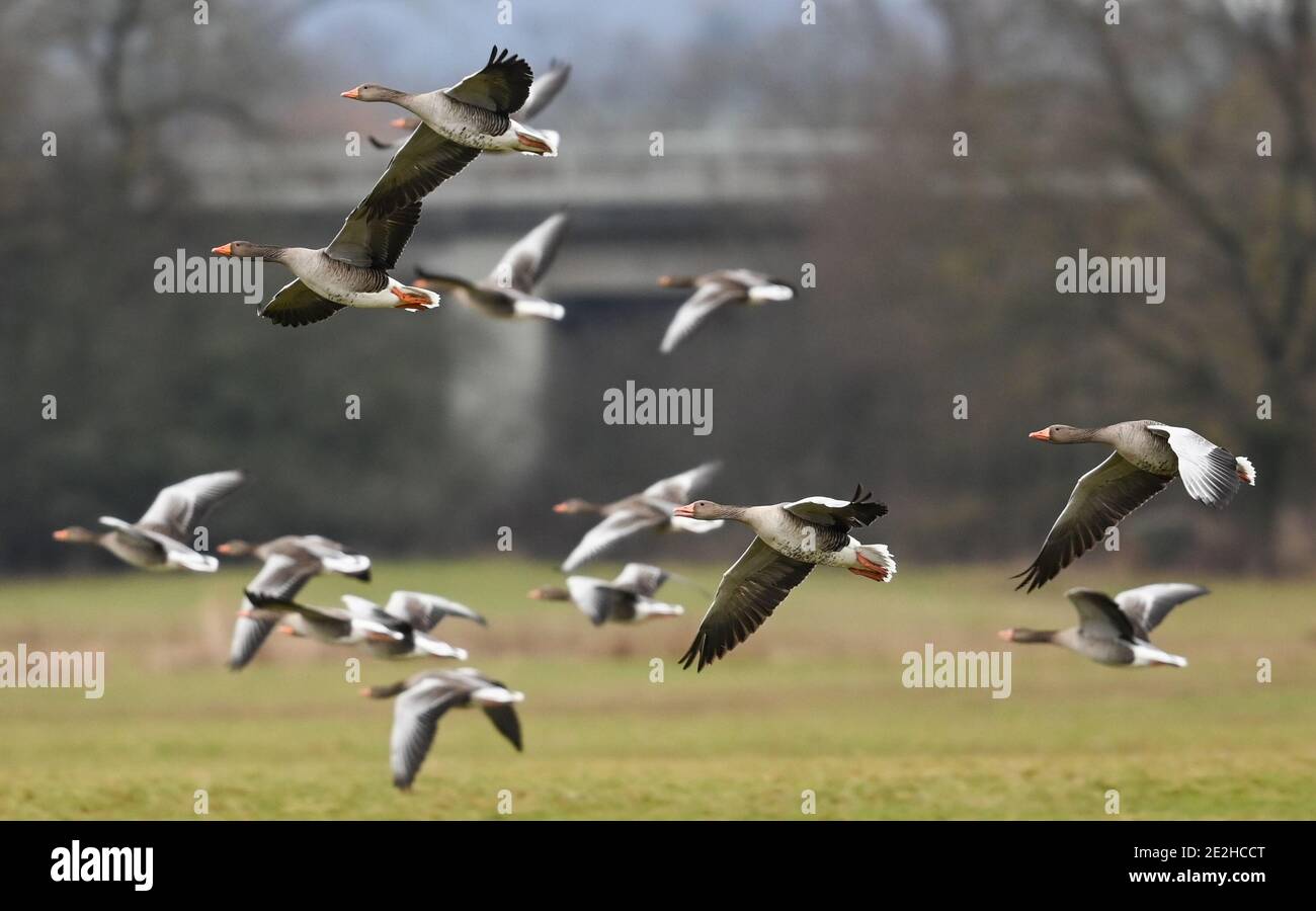 Lindheim, Germany. 14th Jan, 2021. Greylag geese take off in a nature ...