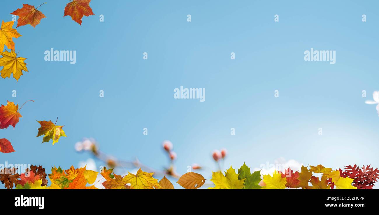 autumn background with falling leaves. Colorful autumn background image ...