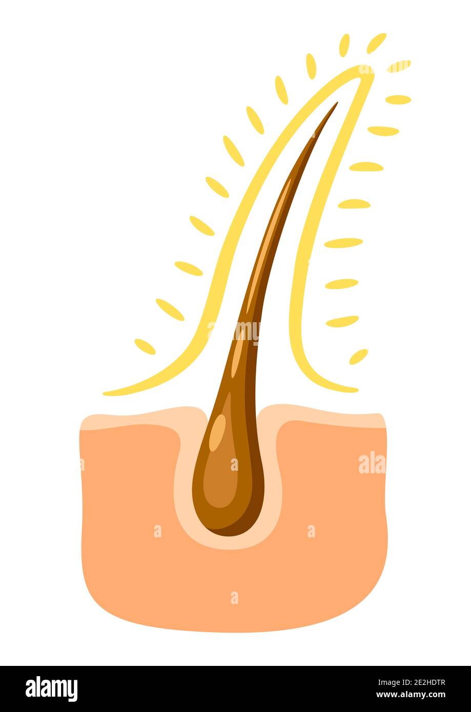 Hair follicle shining illustration Stock Vector Image & Art - Alamy